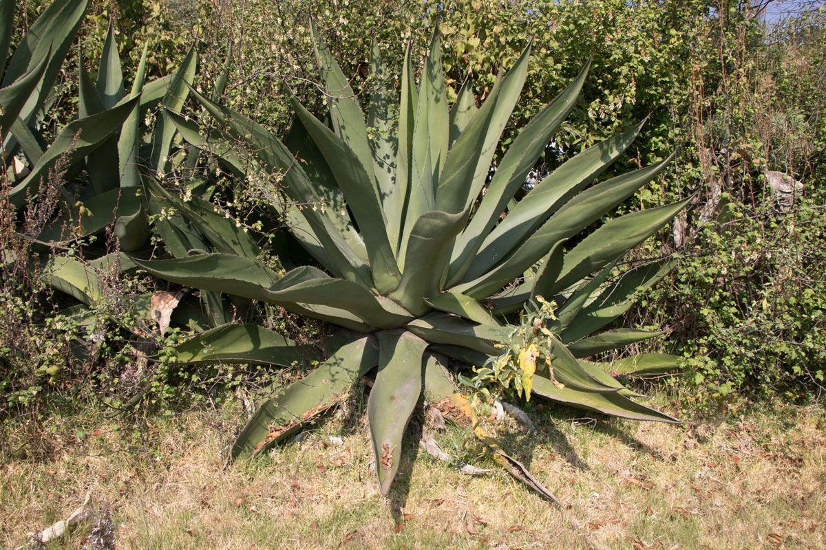 Arranque proyecto "Agave Pulquero" - Aula Mexiquense