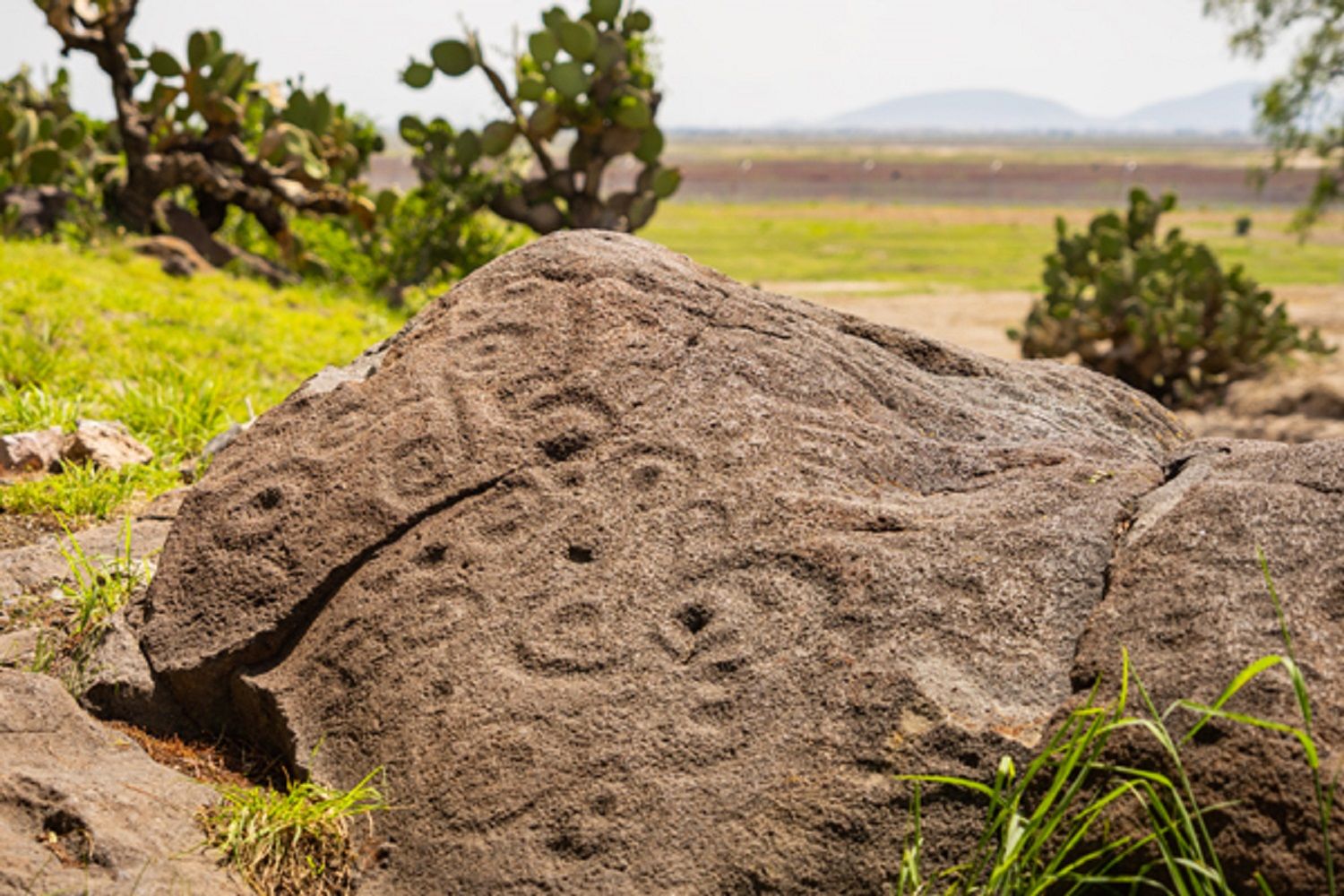 Impulsa Coatepec harinas conservación del lobo gris mexicano - Aula ...